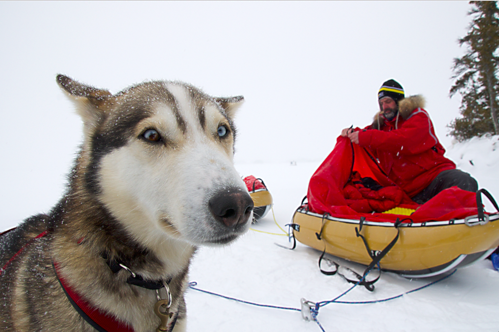 North Pole Interview with Sky, the Dog: "Things might get bloody ...
