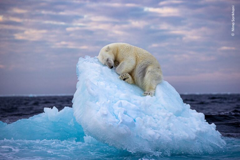 Napping Polar Bear Triumphs in Wildlife Photo Competition » Explorersweb