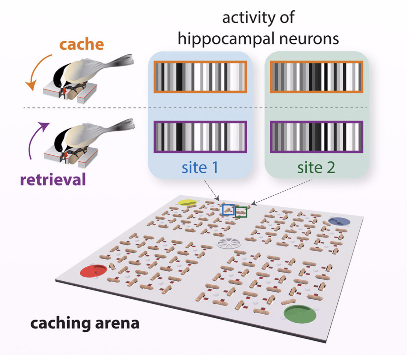 Barcode Birds: Chickadees Use Cranial Coding to Find Cached Food ...