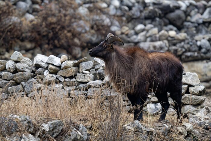 Beyond Everest: Hiking the Himalaya » Explorersweb