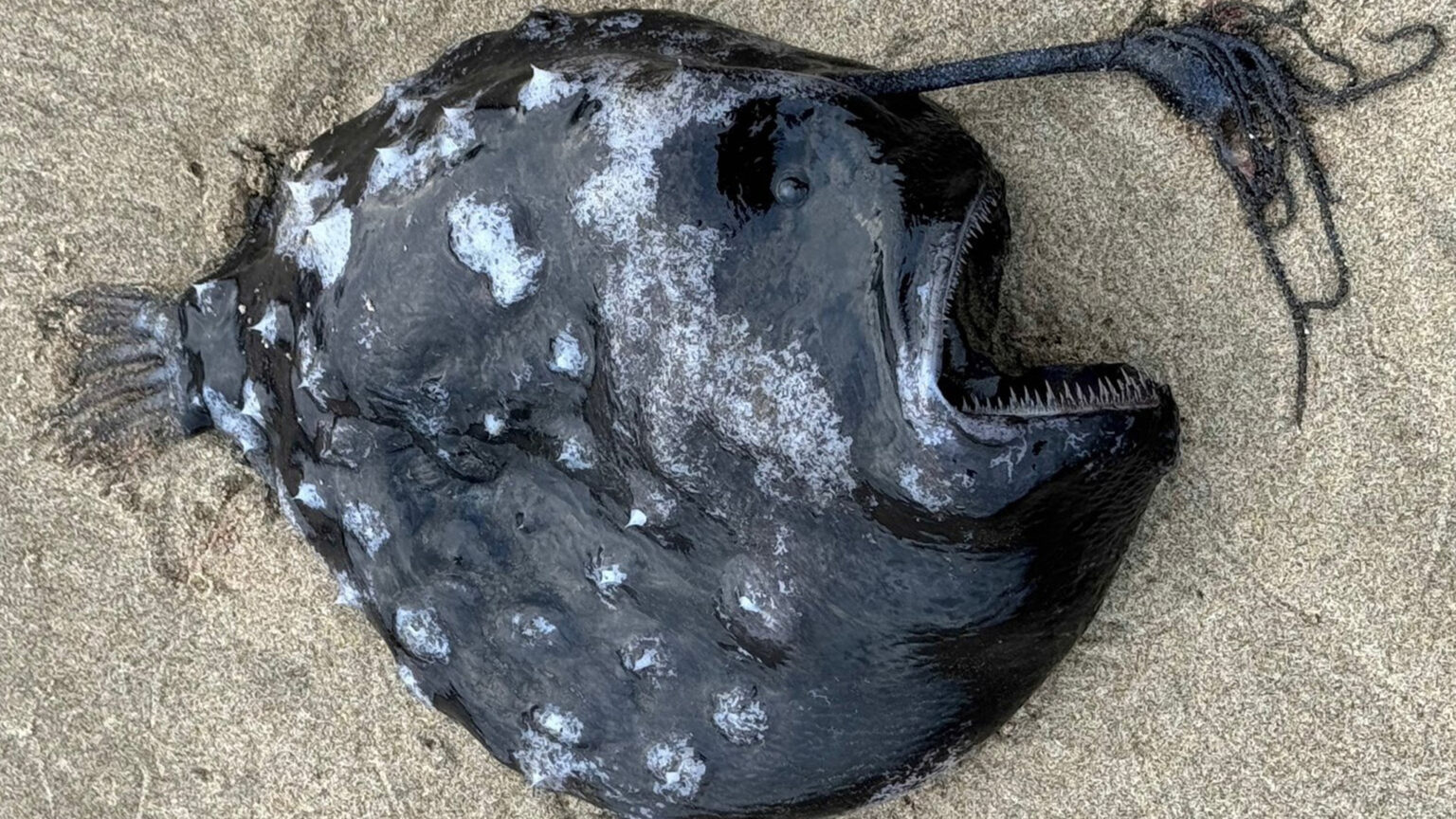 Treasure from the Deep: Deep-Sea Anglerfish Washes Ashore in Oregon ...