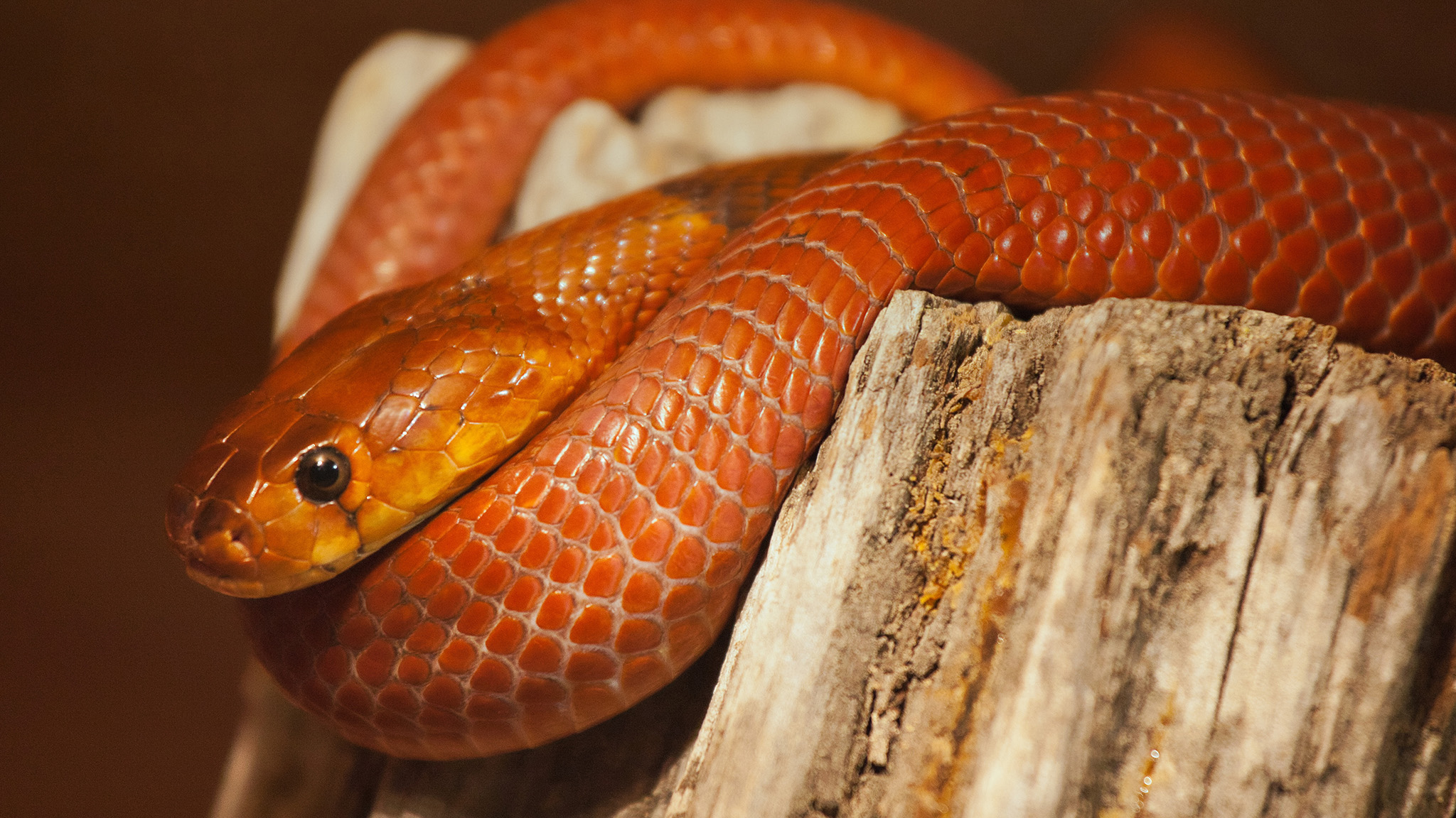 Found: Treatment for Spitting Cobra Venom » Explorersweb