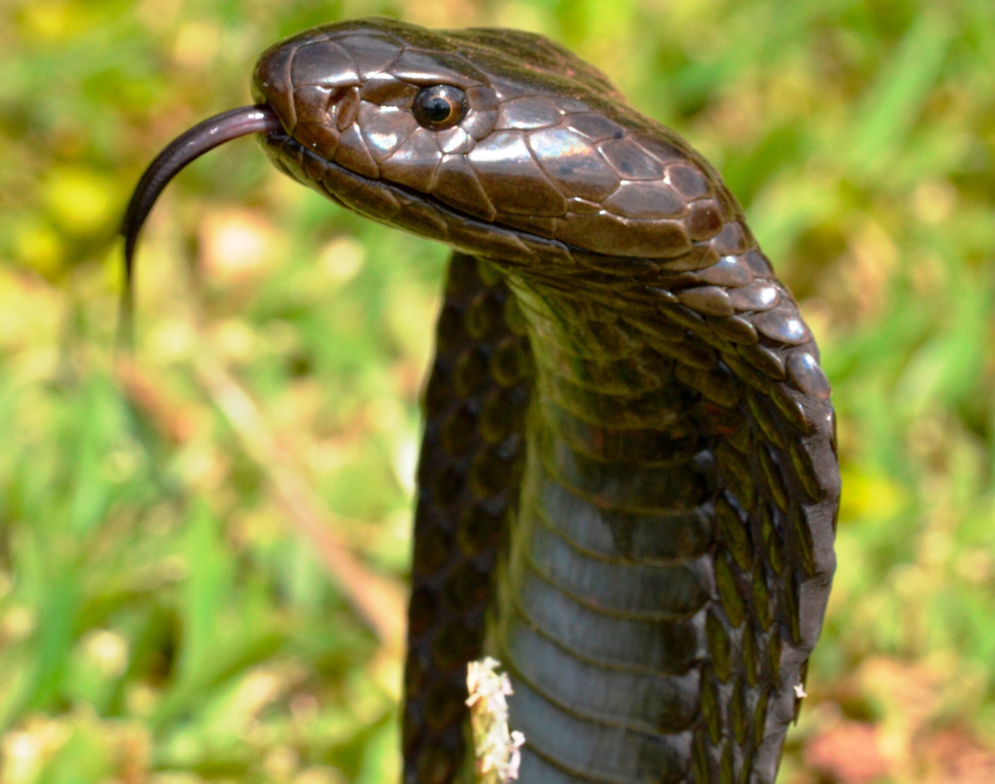 Found: Treatment for Spitting Cobra Venom » Explorersweb
