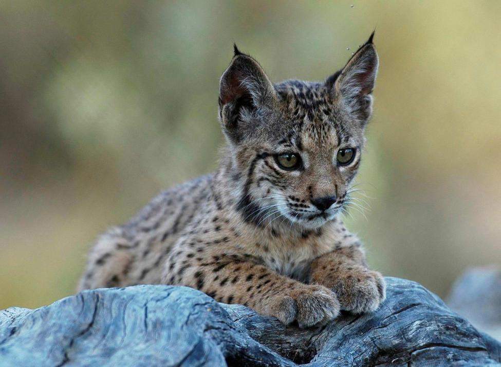 One of World's Rarest Cats Climbs off Endangered List » Explorersweb