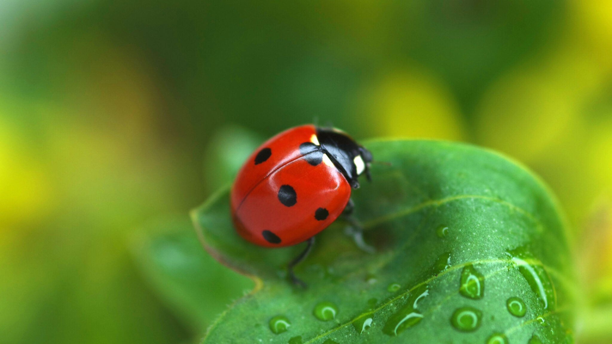 Flamingos, Spiders, and Other Animals Are Showing Up Where They've ...