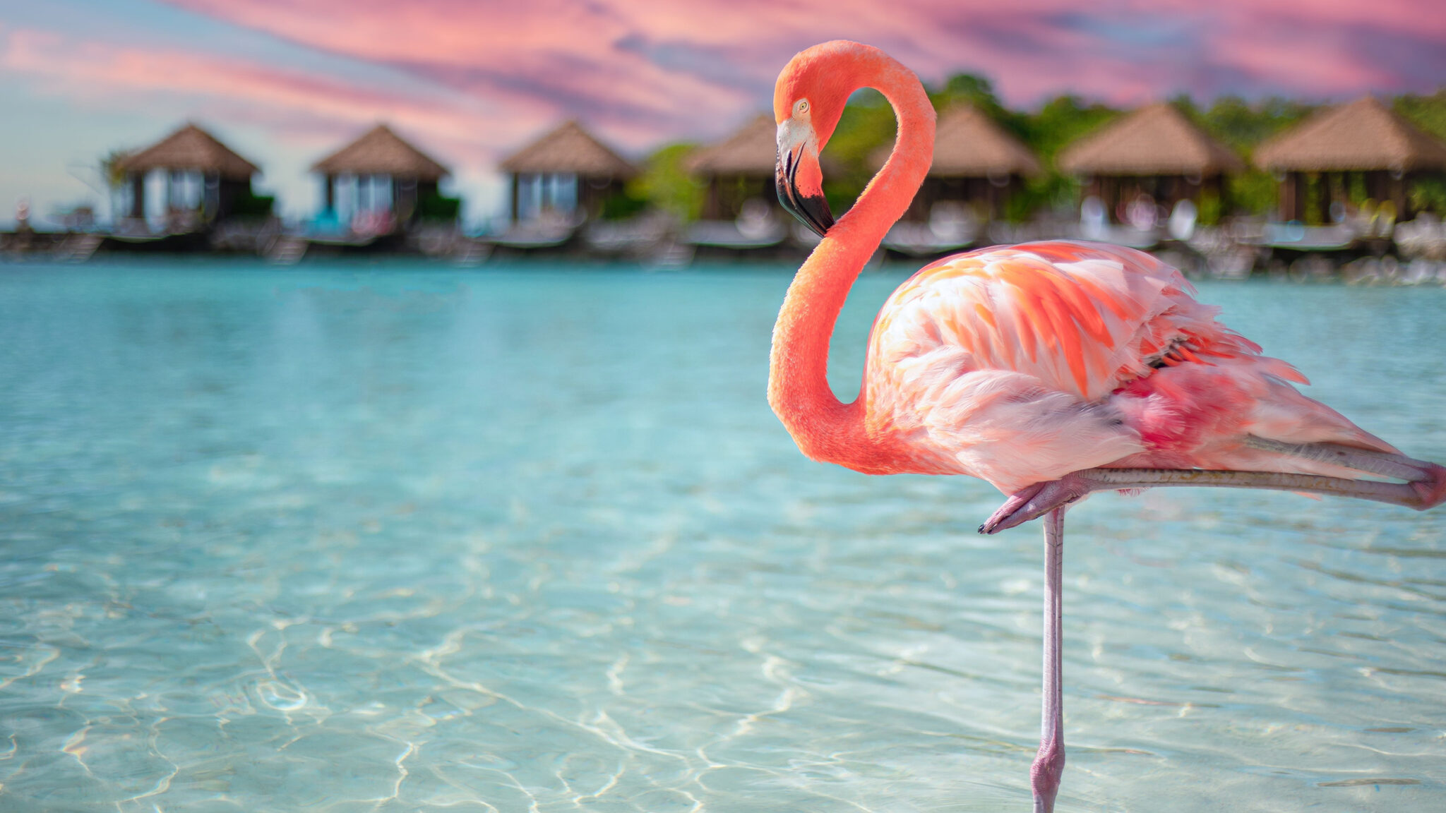 Flamingos, Spiders, and Other Animals Are Showing Up Where They've ...