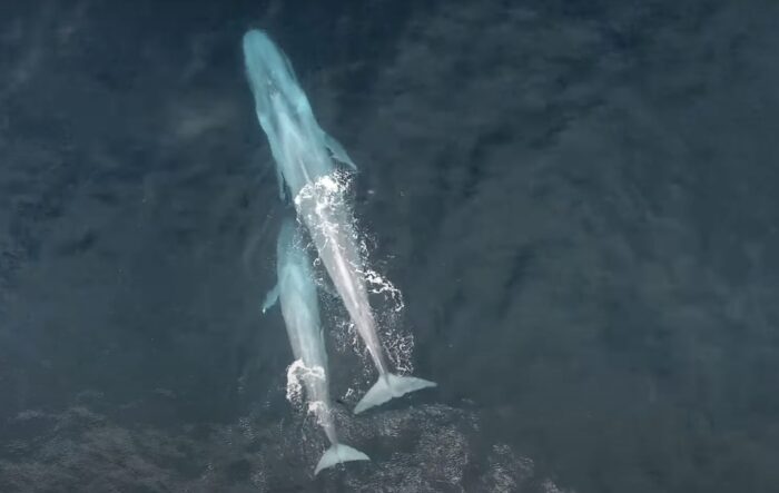 Blue Whale Secrets Surface in Rare Nursing Footage » Explorersweb