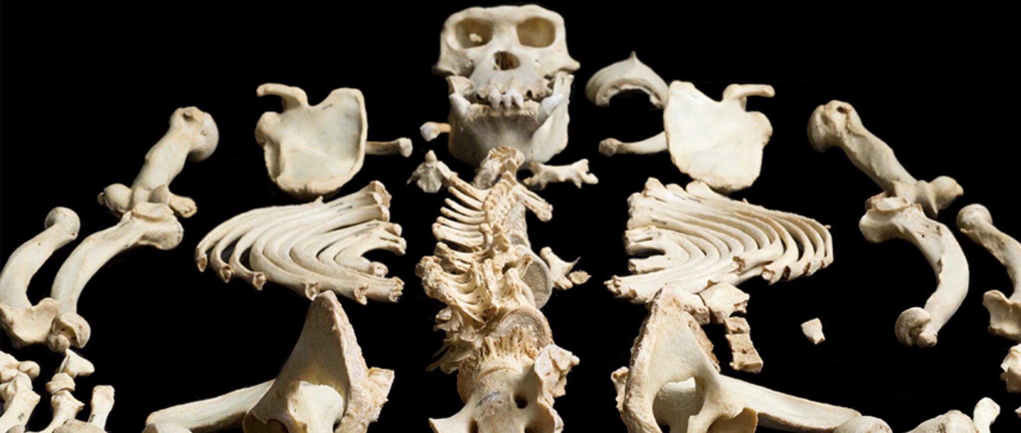 Ham the Astrochimp: Unwilling Simian Pioneer in the Space Race ...