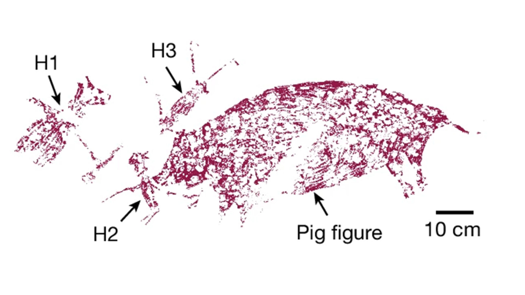 World's Oldest Cave Art Found in Indonesia » Explorersweb