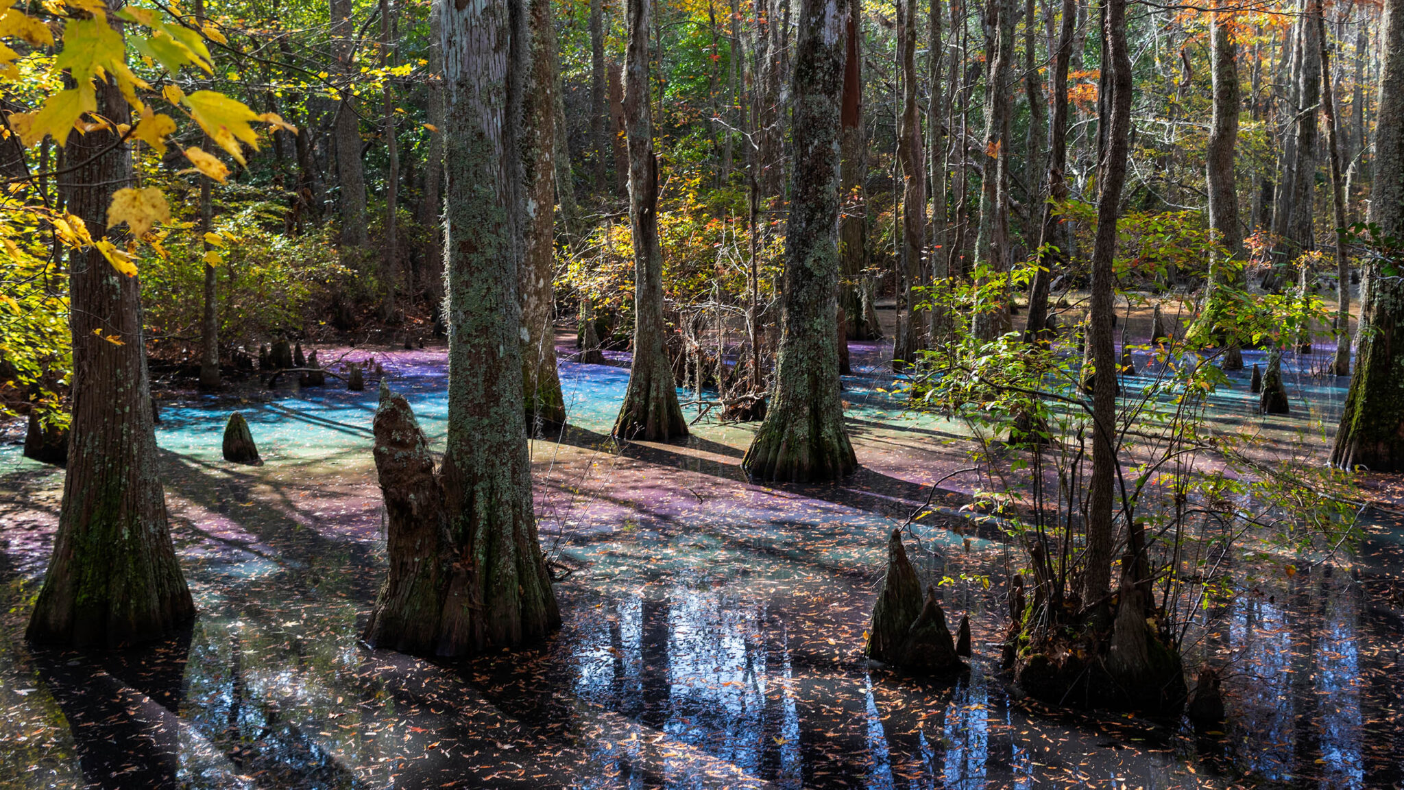 Natural Wonders: The Rainbow Swamps of the American South » Explorersweb