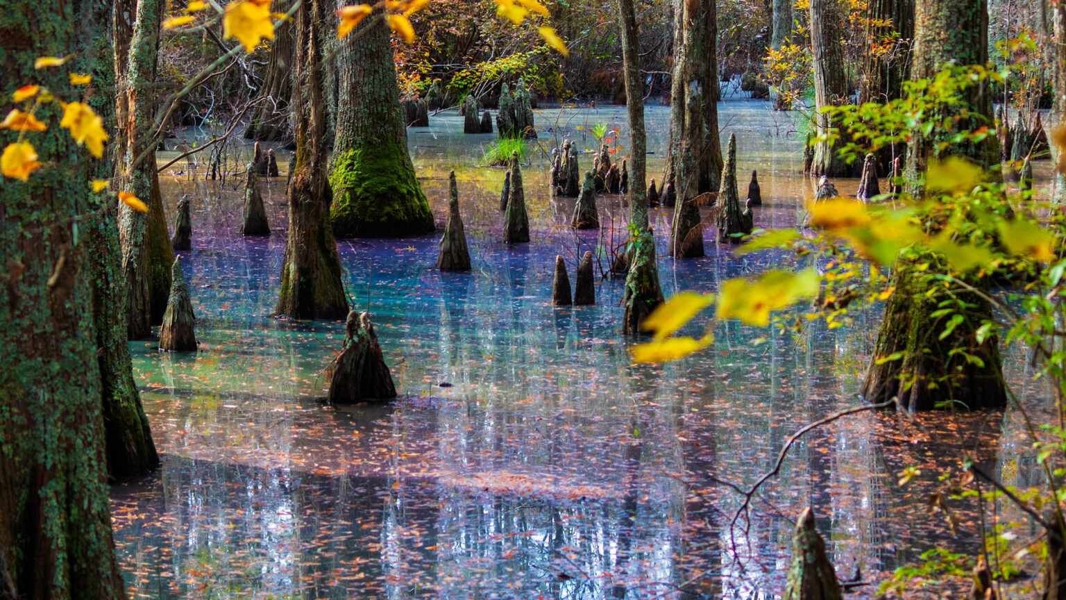 Natural Wonders: The Rainbow Swamps of the American South » Explorersweb