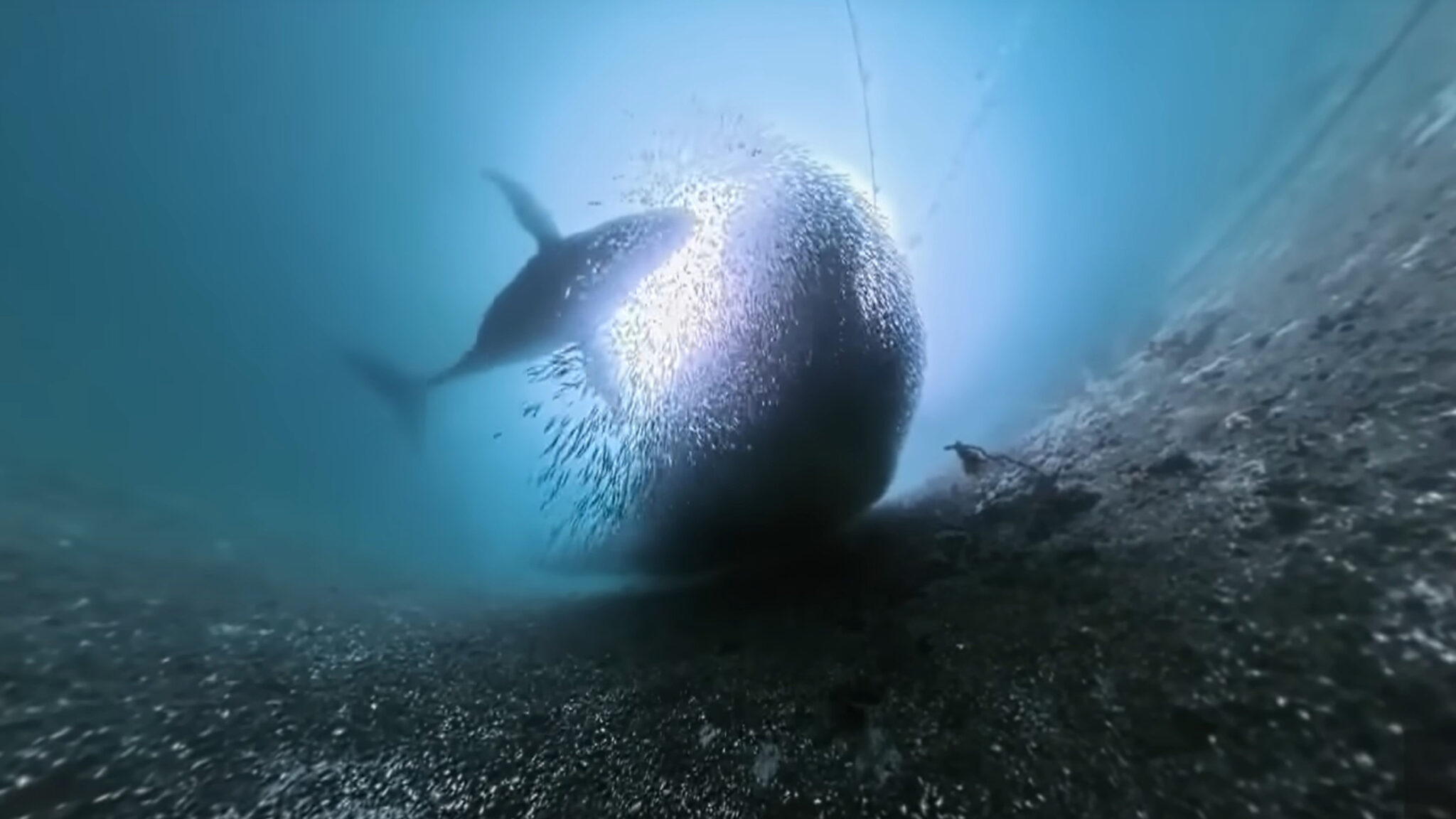 Man's Dropped Camera Captures Incredible Humpback Footage » Explorersweb
