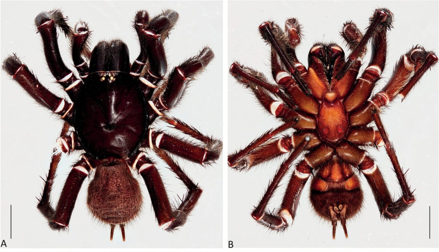 Meet a New, Bigger, and Even More Venomous Australian Spider » Explorersweb
