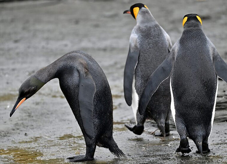 This Might Be the Rarest Penguin in the World » Explorersweb