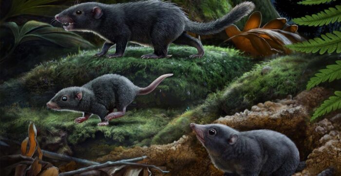 The Largest Insect That Ever Lived — Don't Worry, It's Not A Mosquito ...