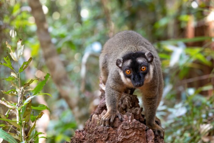 A Modern Puzzle: Why Did Humans Lose Their Fur? » Explorersweb