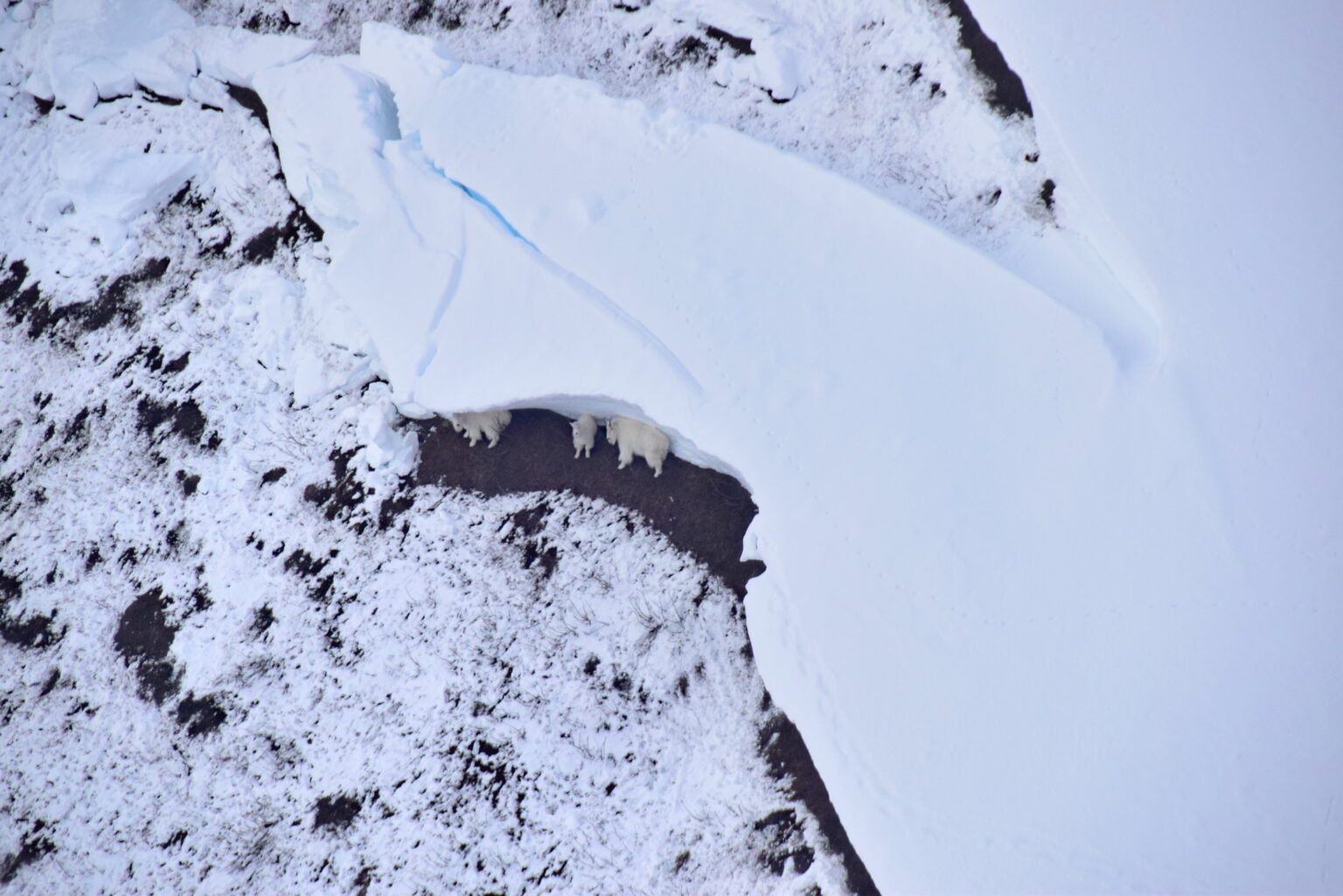Avalanches Can Set Mountain Goat Populations Back a Generation ...
