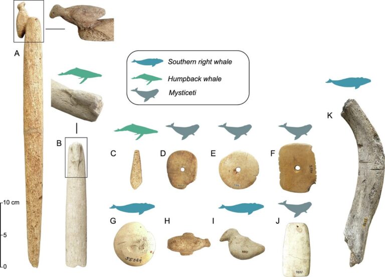 World's Oldest Harpoons Show Whaling Much Older than We Thought ...