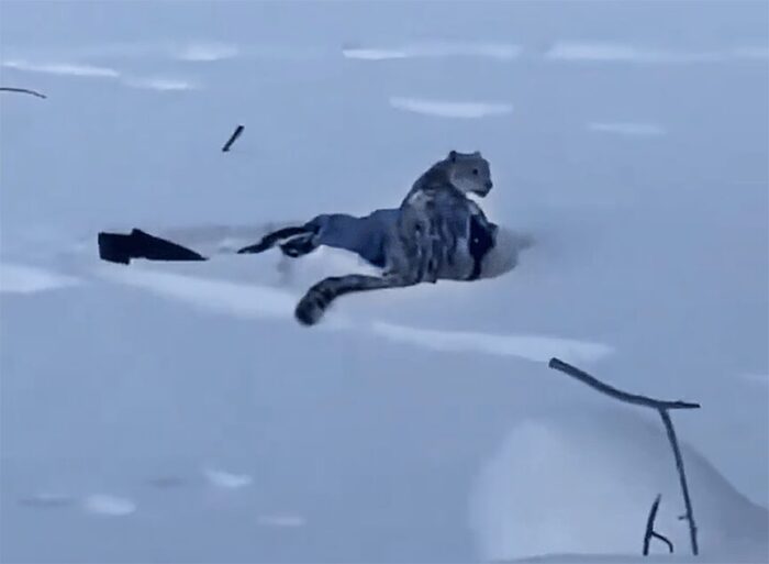 Snow Leopard Mauls Ski Tourist Who Approached It for a Selfie ...